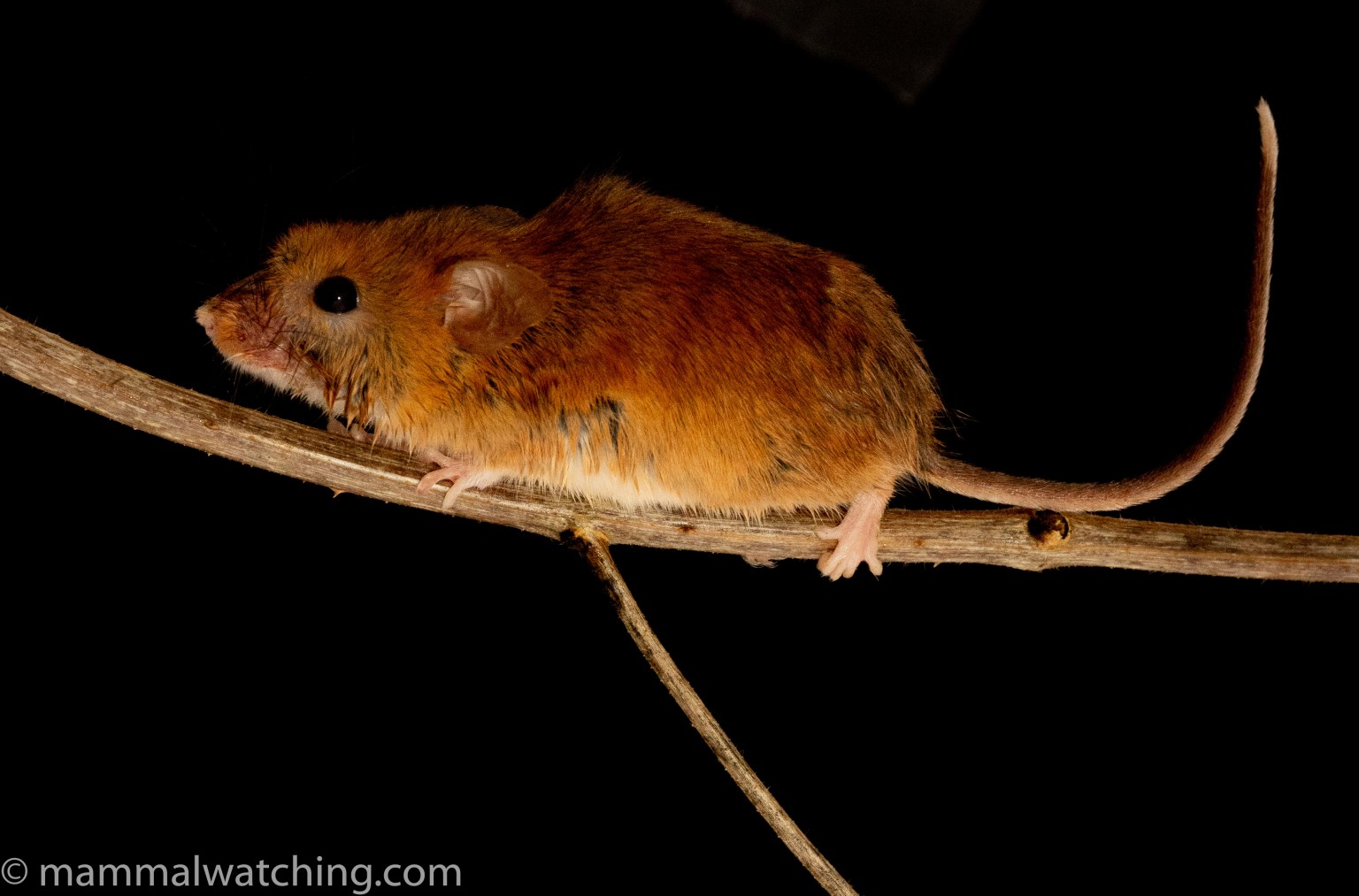 Red Wolves and Golden Mice, North Carolina 2022 - Mammal Watching