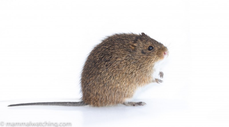 North Carolina – Mammal Watching