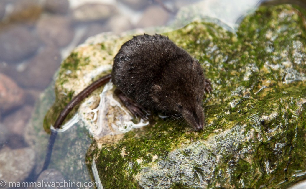 Ontario - Mammal Watching