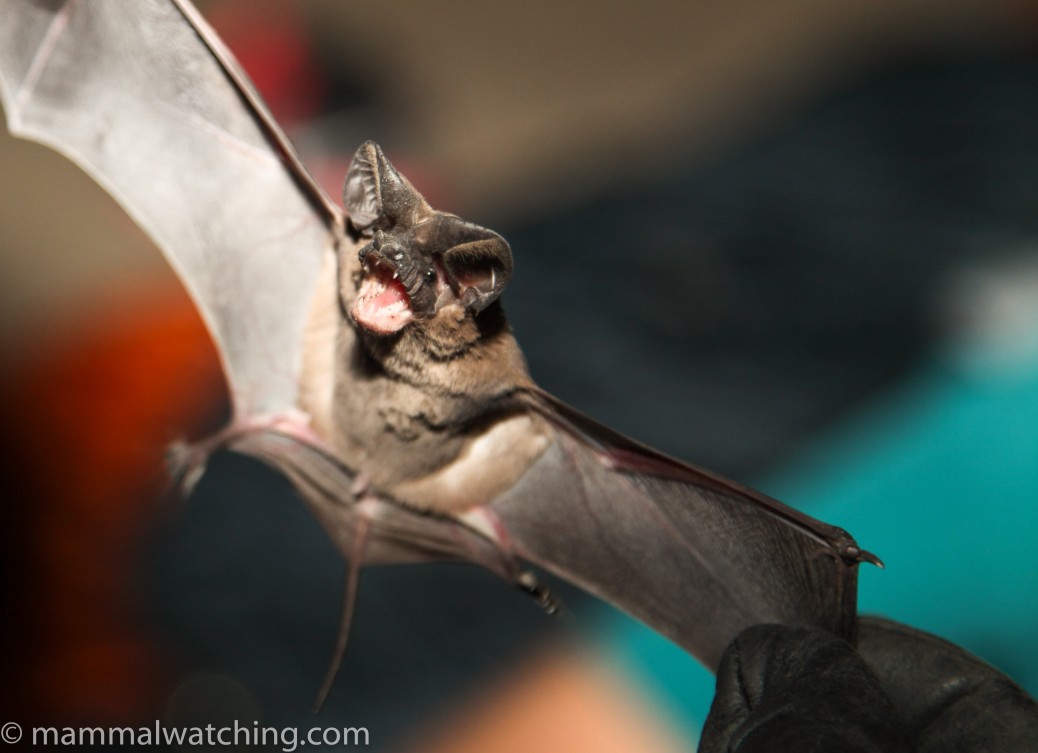 Big Bend, 2013 - Mammal Watching
