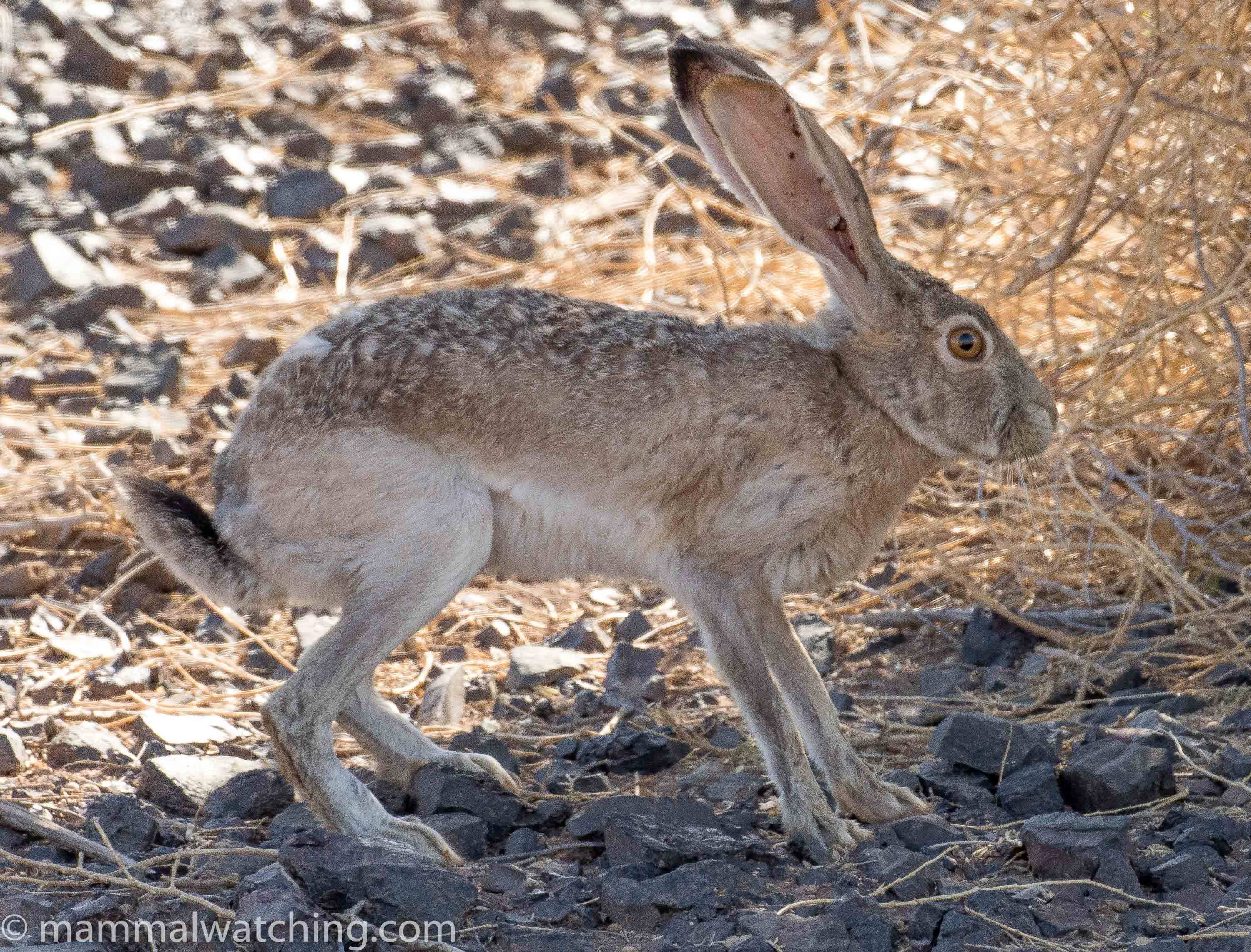Black Tailed Jackrabbit