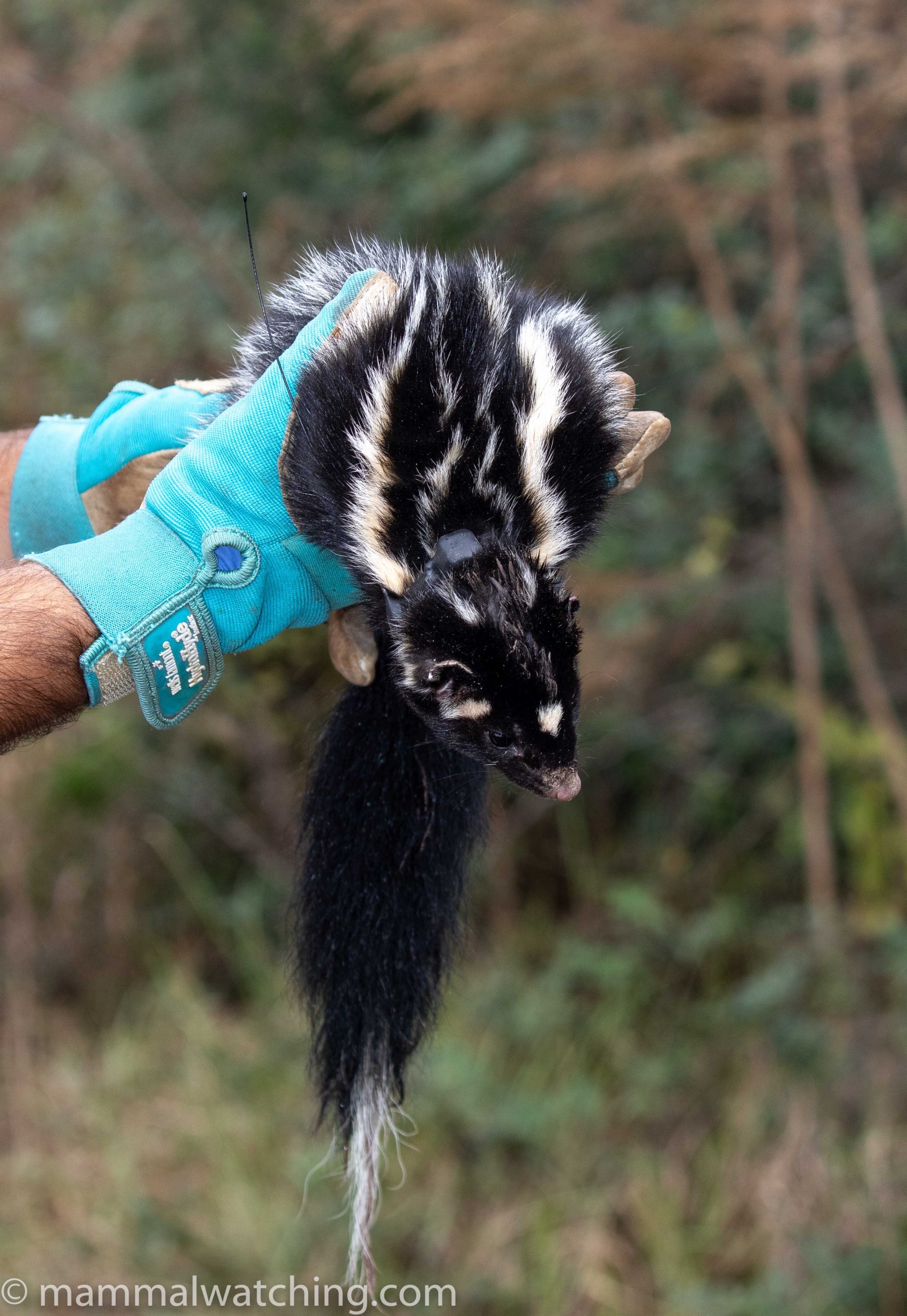 South East Texas, 2020 - Mammal Watching