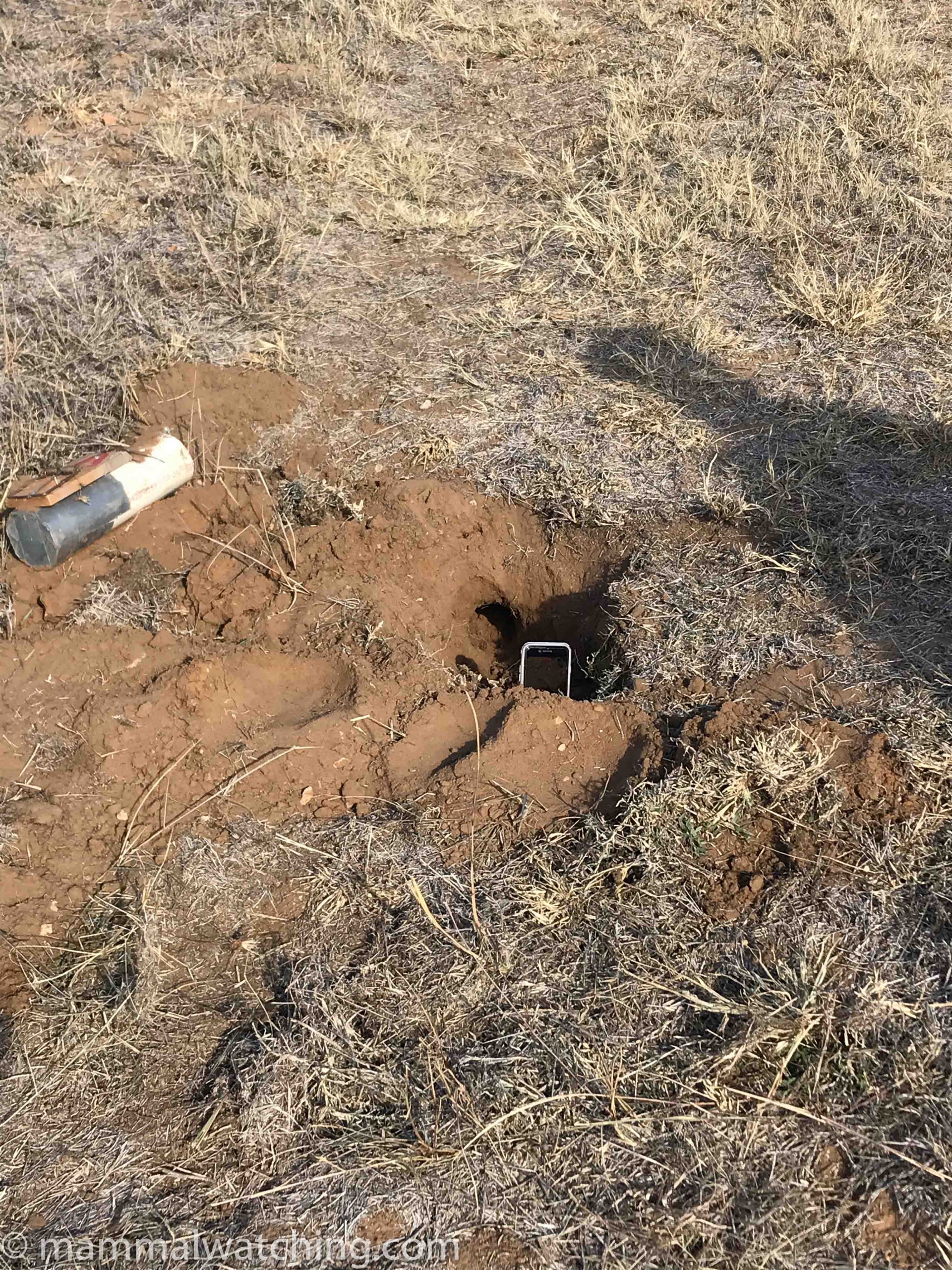 South East Texas, 2020 - Mammal Watching