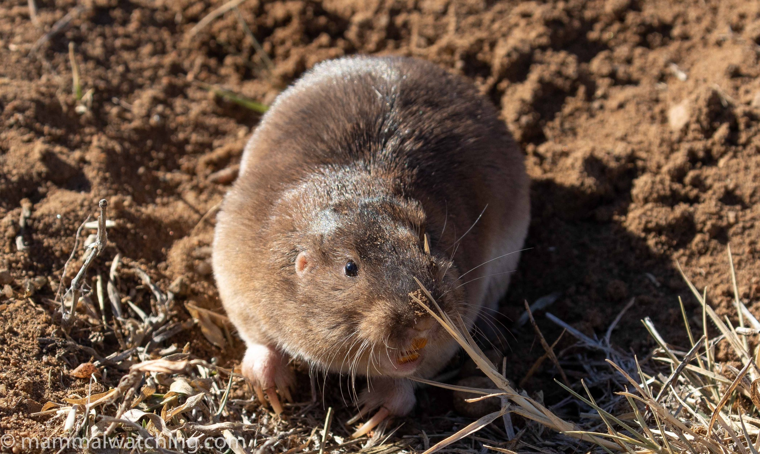 Can anyone identify this rodent for me? Second time I’ve spotted this ...
