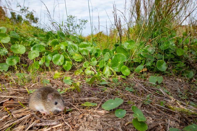 Texas – Mammal Watching