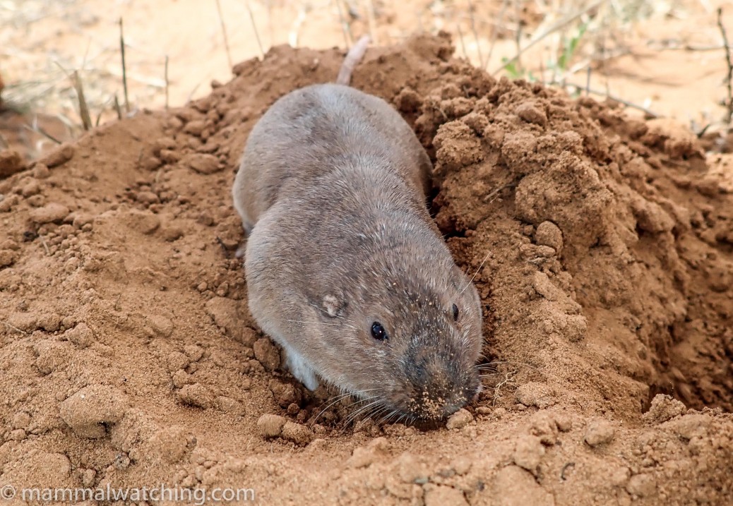 Central Texas, Easter 2021 - Mammal Watching