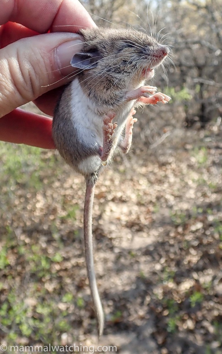 Central Texas, Easter 2021 - Mammal Watching