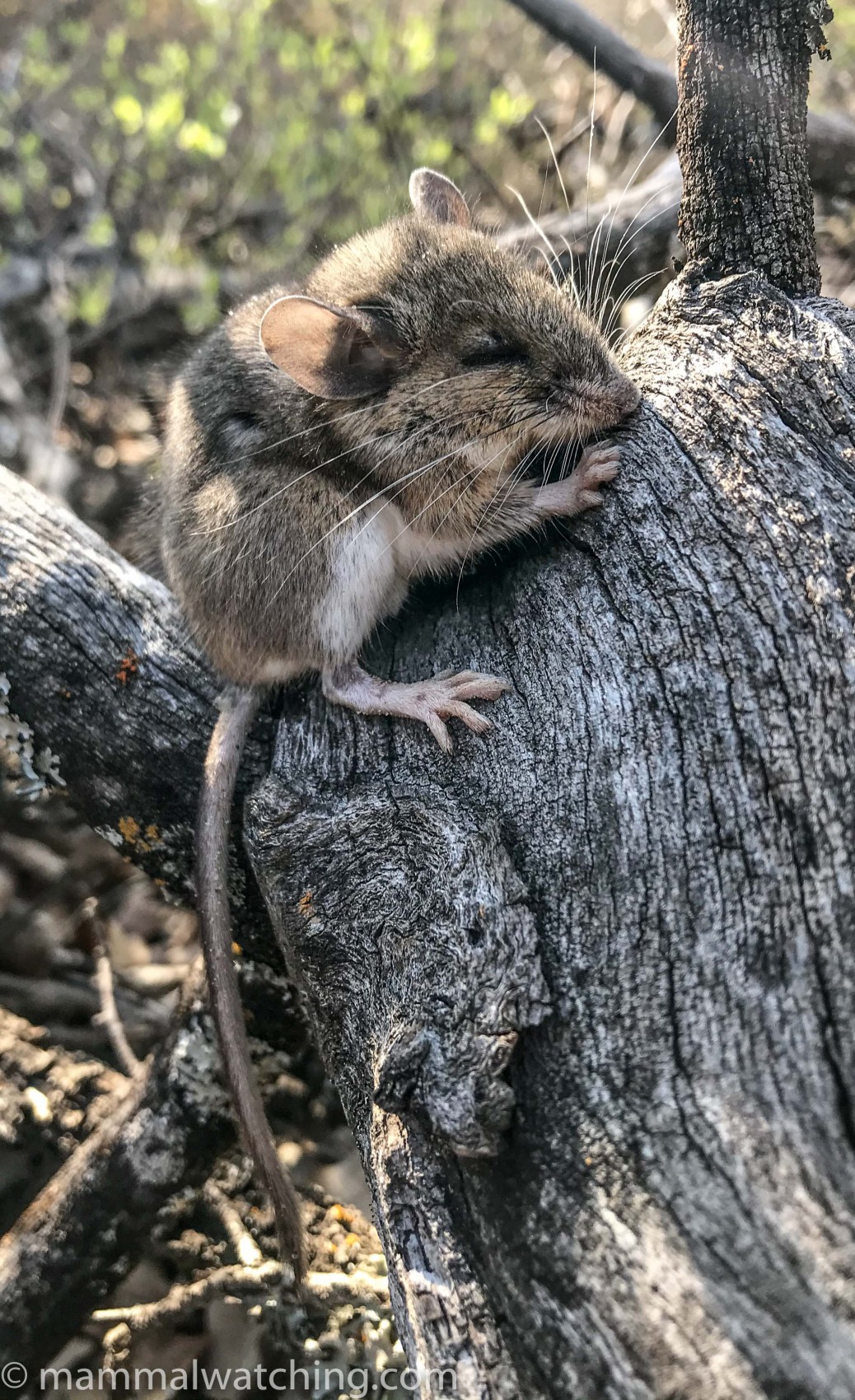 Texas - Mammal Watching
