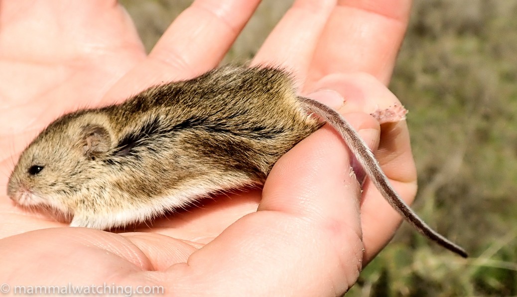 Central Texas, Easter 2021 - Mammal Watching
