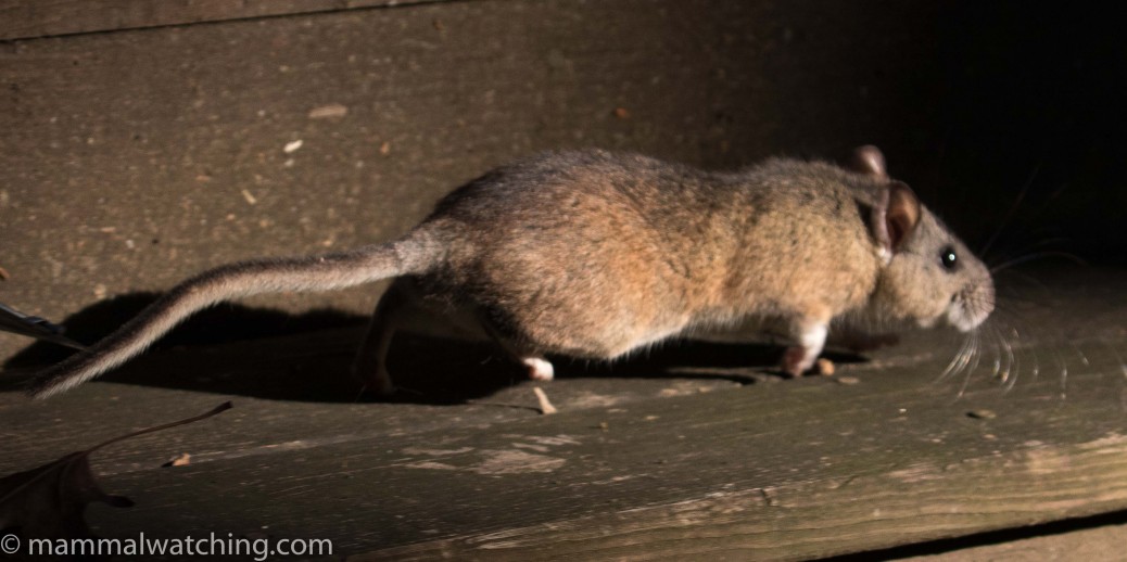 New Trip Report: Appalachian Cottontails and Allegheny Woodrats ...