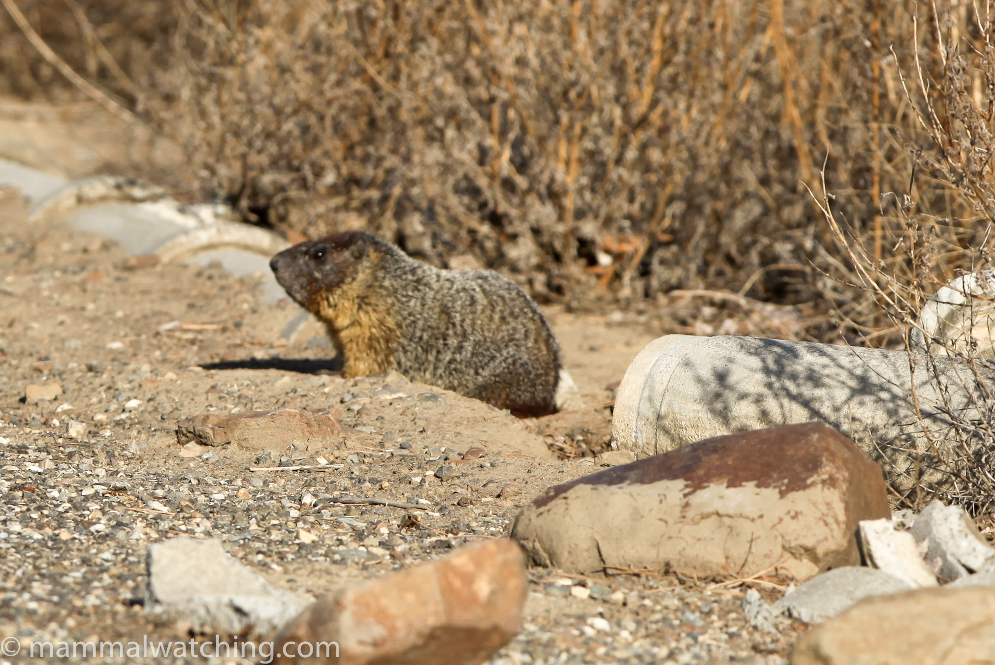 Ground Squirrels of the Pacific NW - Mammal Watching