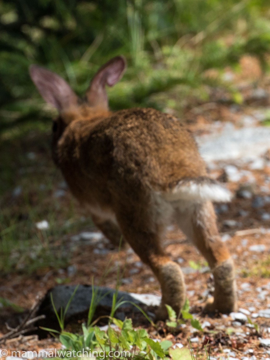 New Trip Report: Appalachian Cottontails and Allegheny Woodrats ...