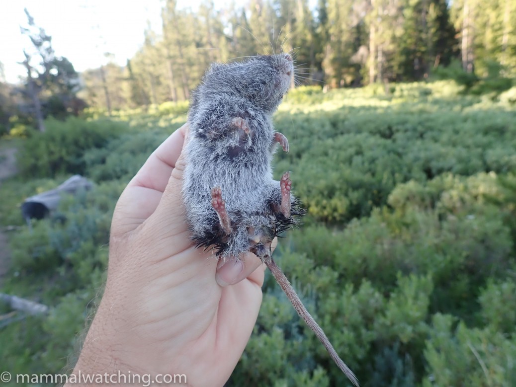 Road Trip With Rodents: Mid-Northern USA - Mammal Watching