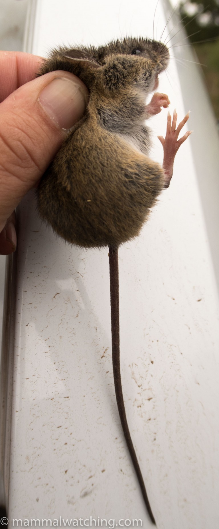 Argentina: A weekend in Entre Ríos - Mammal Watching