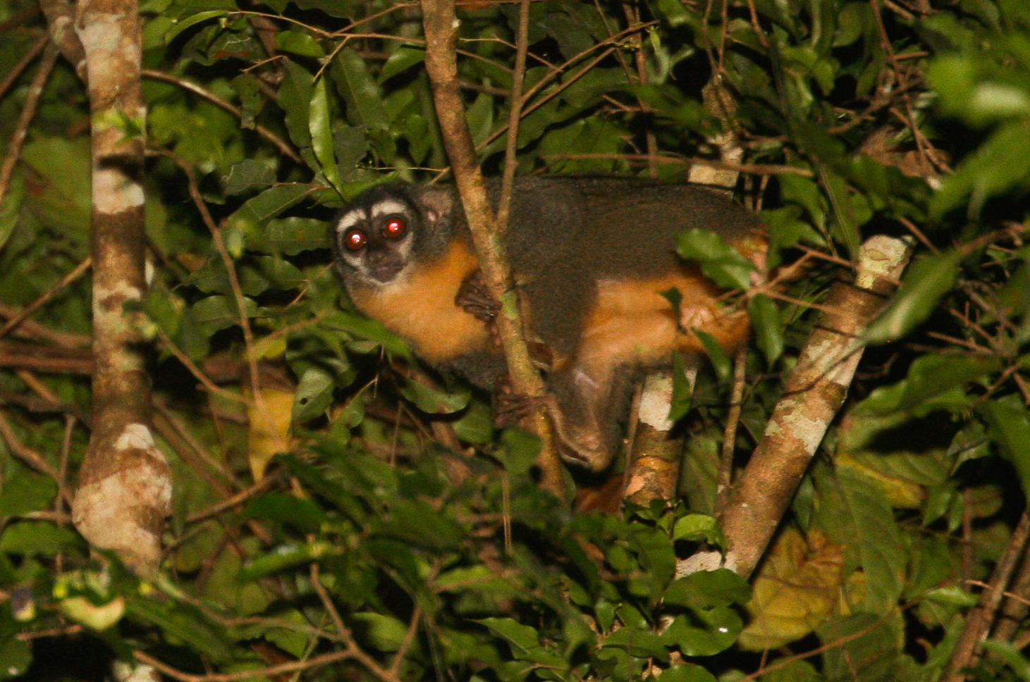 Brazil, August 2007 - Mammal Watching