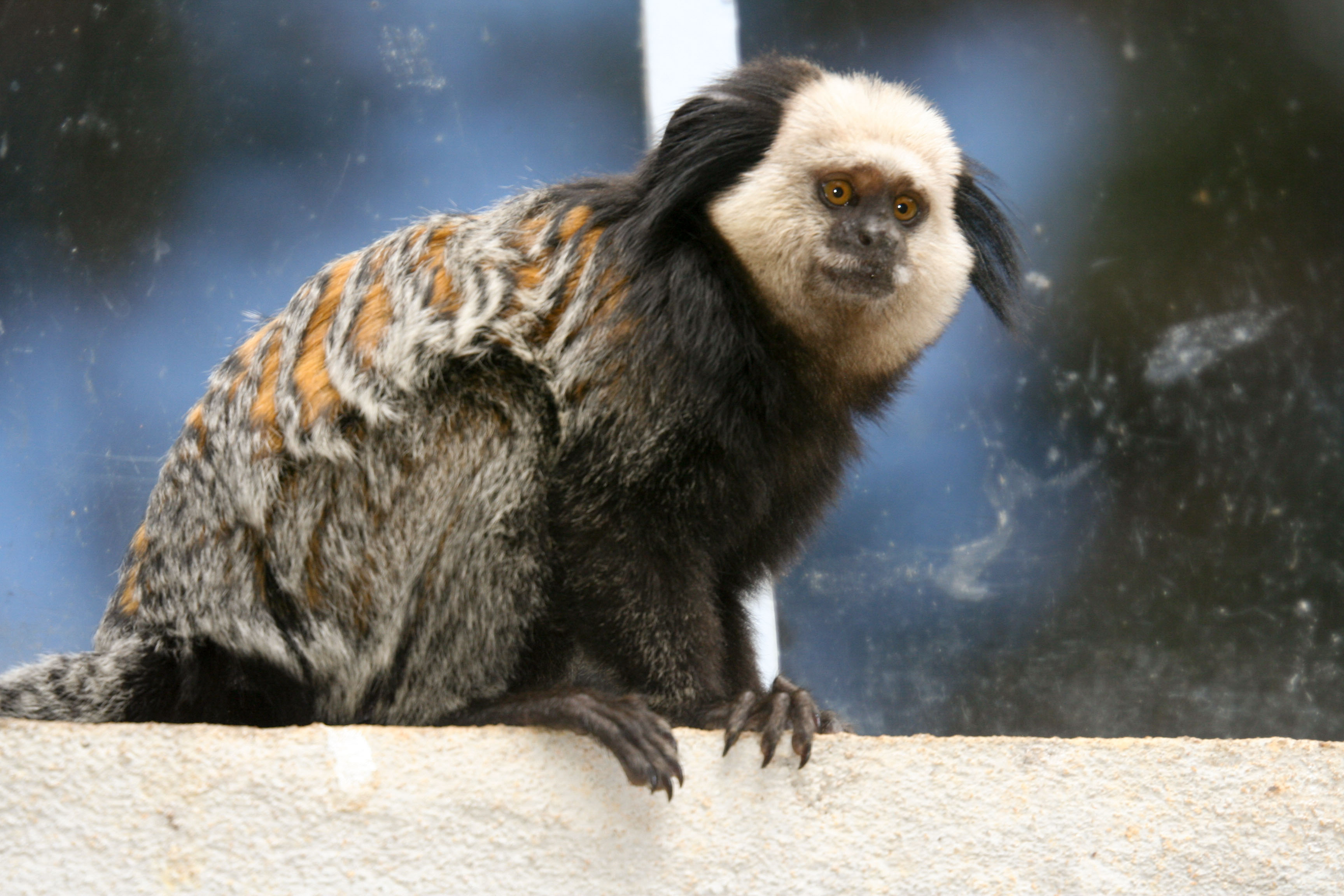 Geoffroys Marmoset