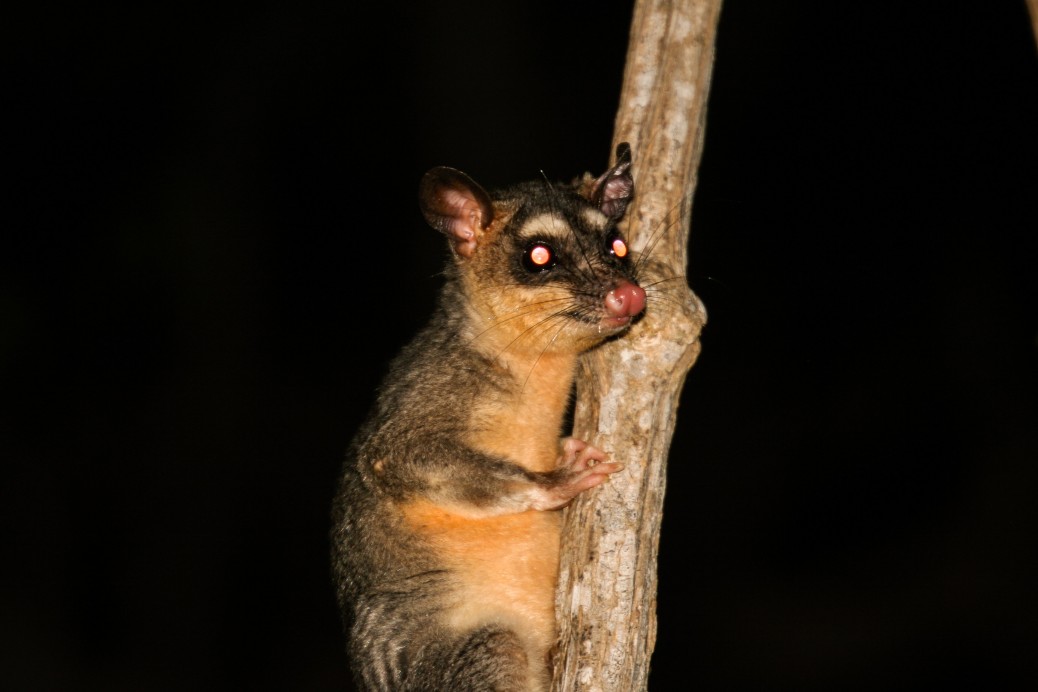 (Reissue) Brazil, August 2007 - Mammal Watching