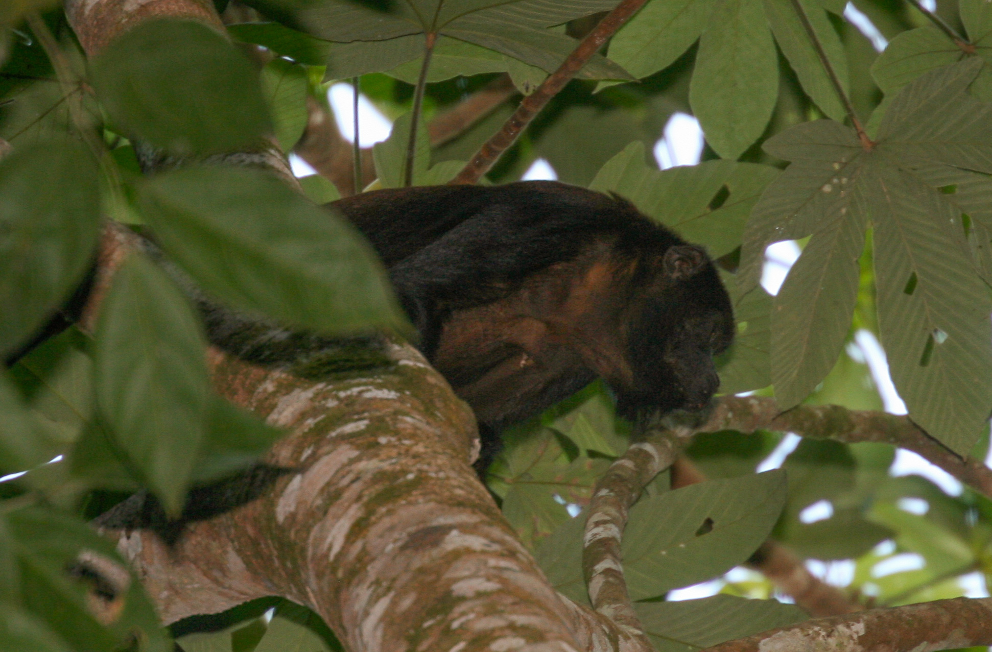 Brazil, August 2007 - Mammal Watching