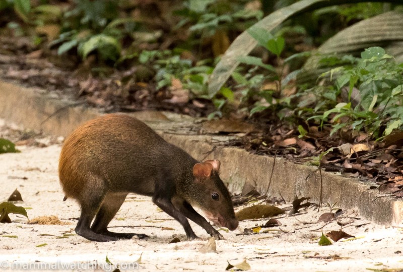 Amazon Expedition, 2017 - Mammal Watching
