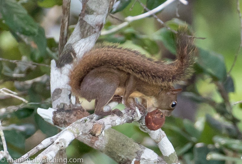 Amazon Expedition, 2017 - Mammal Watching