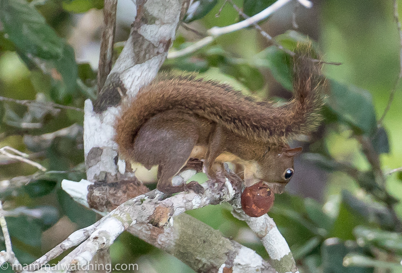 Amazon Expedition, 2017 - Mammal Watching