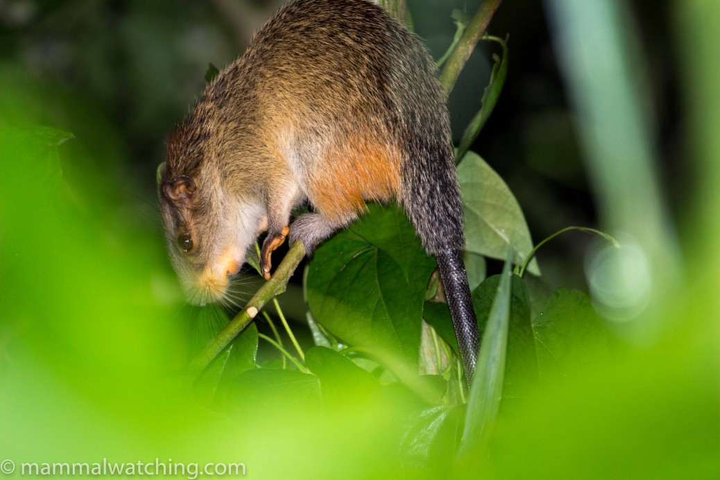 Brazil - Mammal Watching