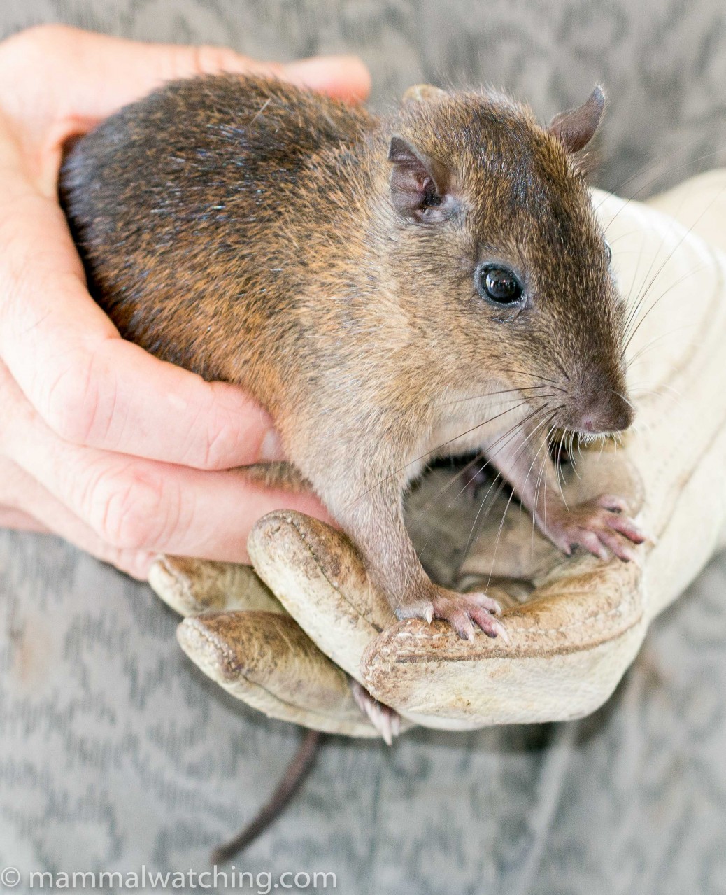 Amazon Expedition, 2017 - Mammal Watching
