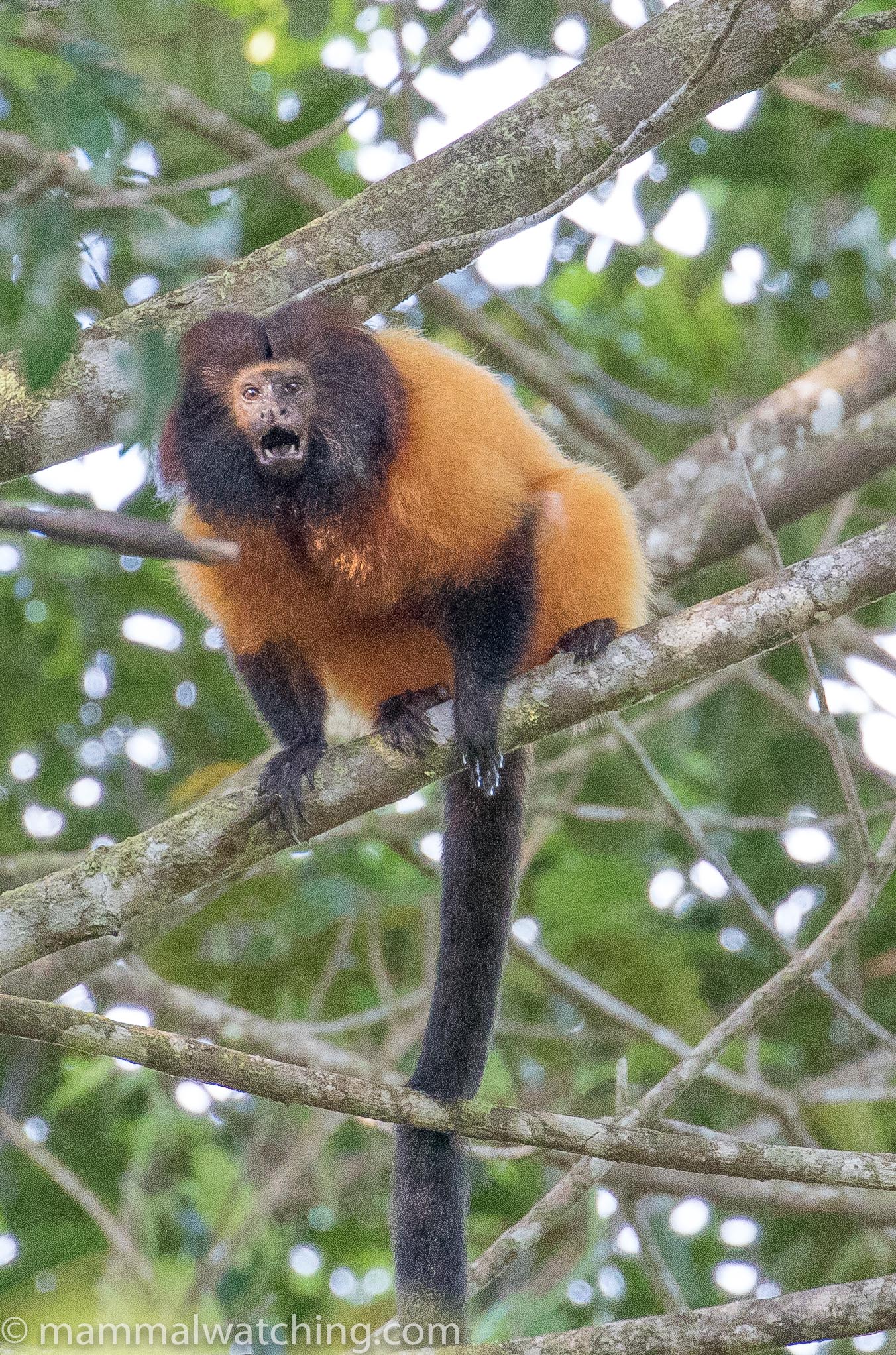 A Tale of Two Tamarins ... and a Marmoset - Mammal Watching