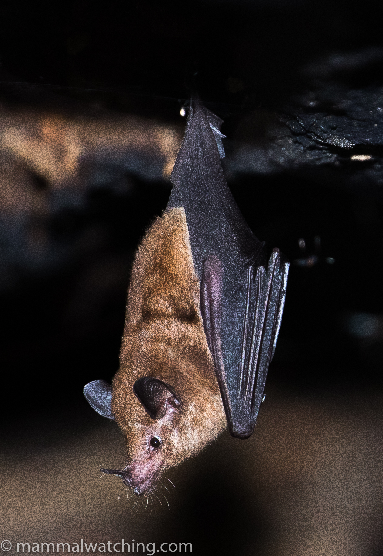 Rio Aripuana and Rio Madeira Cruise, Brazil: October 2019 - Mammal Watching