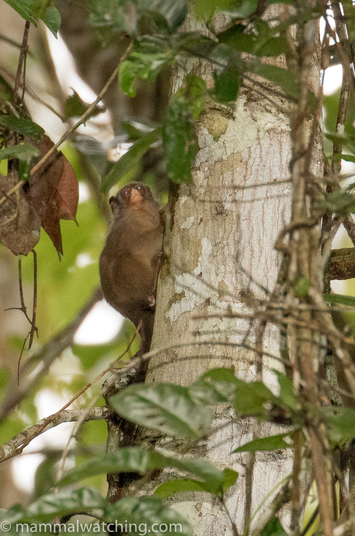 Rio Aripuana and Rio Madeira Cruise, Brazil: October 2019 - Mammal Watching
