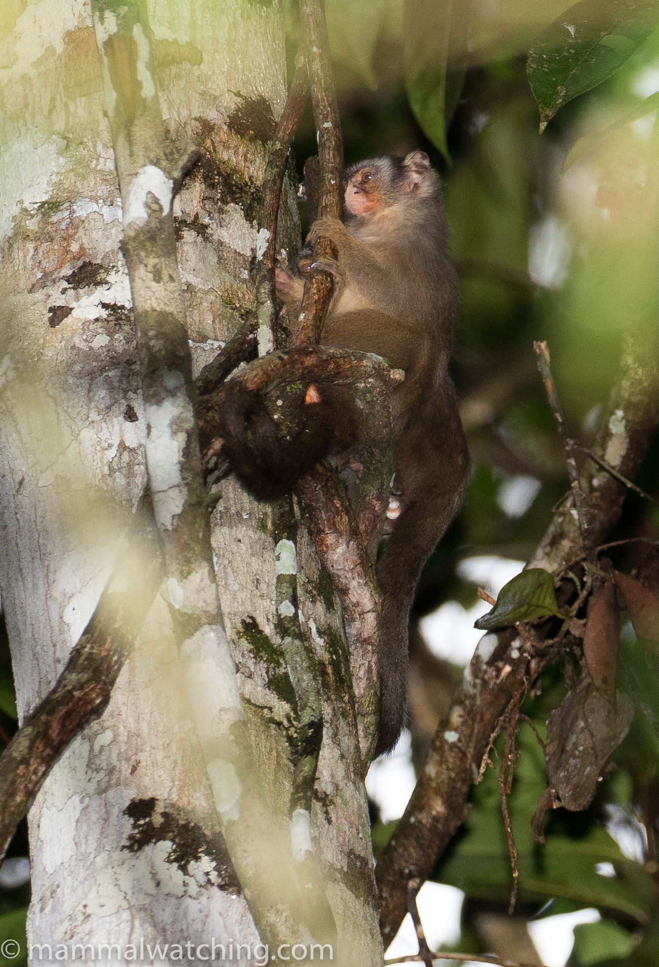 Rio Aripuana and Rio Madeira Cruise, Brazil: October 2019 - Mammal Watching