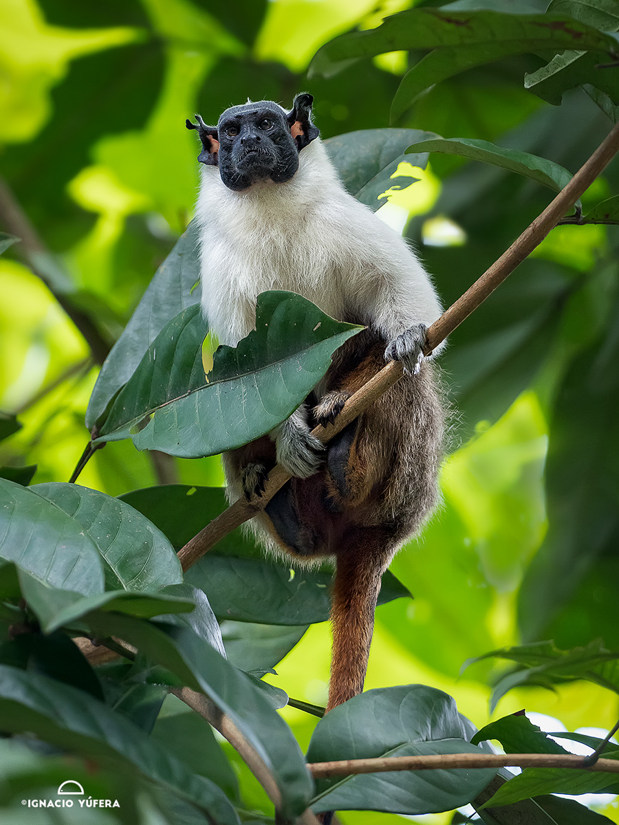 Amazon Expedition, 2017 - Mammal Watching