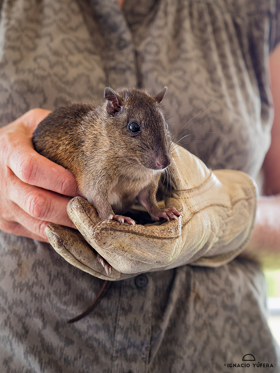 Amazon Expedition, 2017 - Mammal Watching
