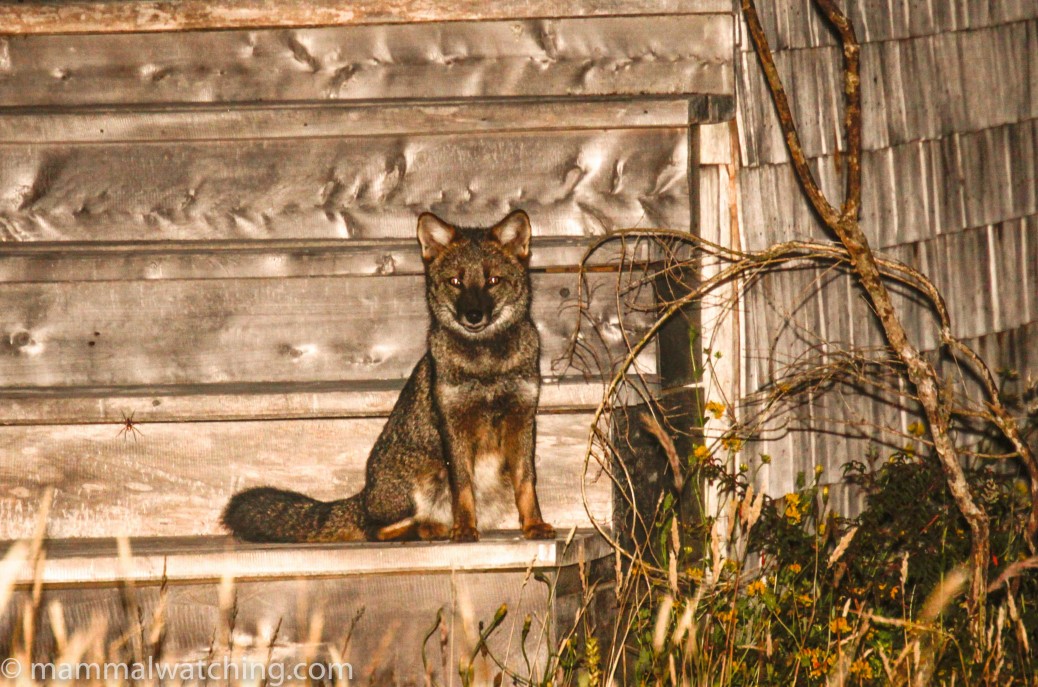 Chile – Mammal Watching