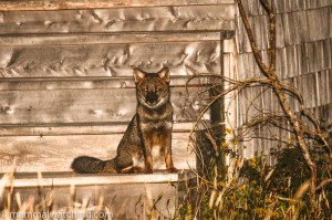 Chile – Mammal Watching