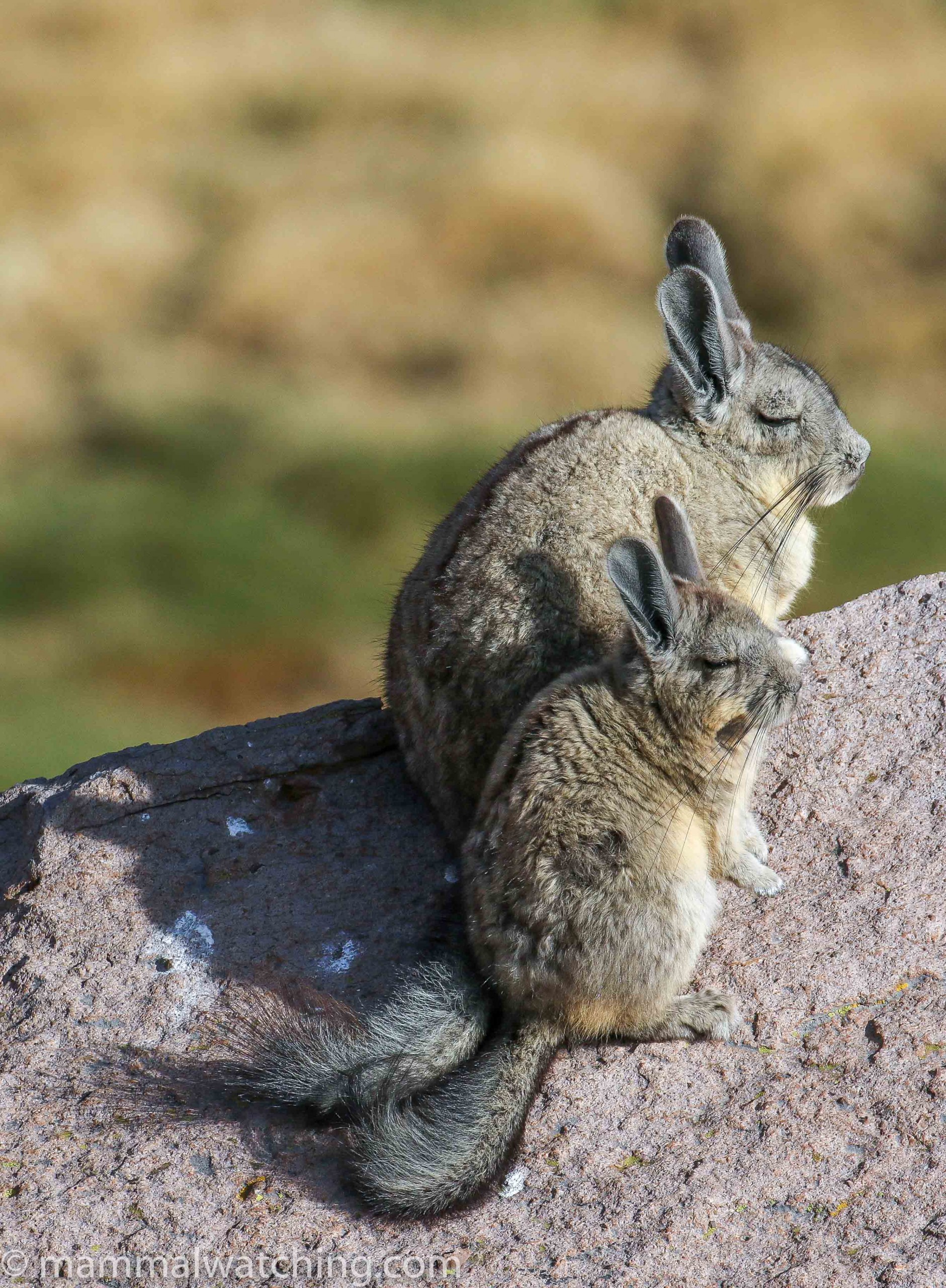 Searching for the Andean Mountain Cat, November 2018 - Mammal Watching