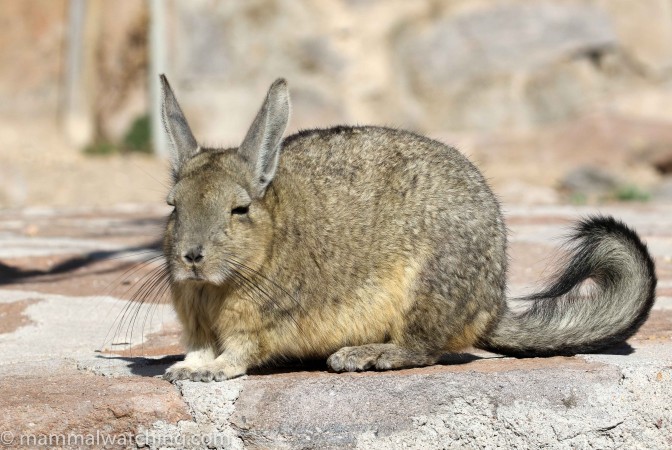 Chile - Mammal Watching