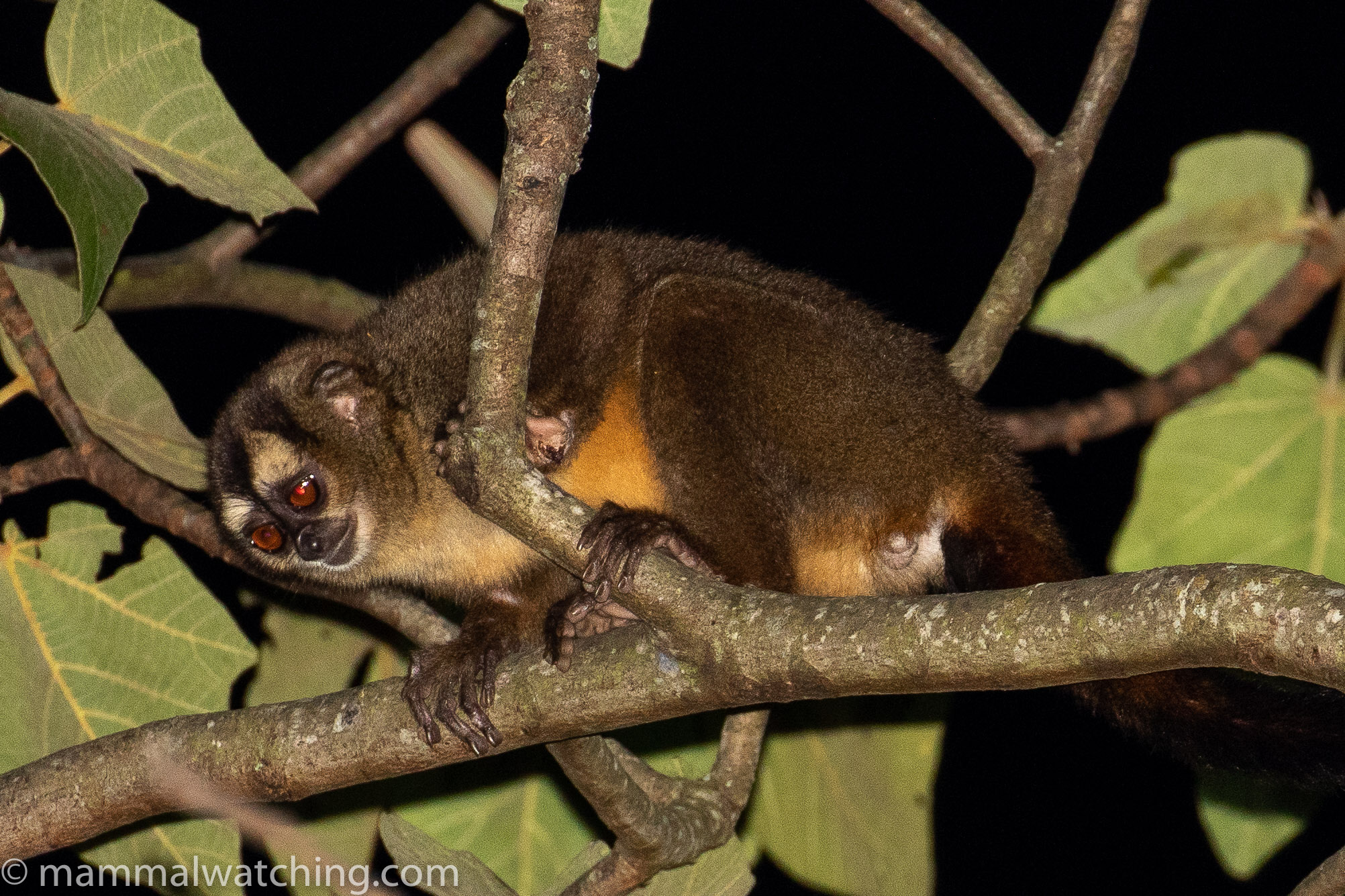 South and Central Colombia, 2020 - Mammal Watching