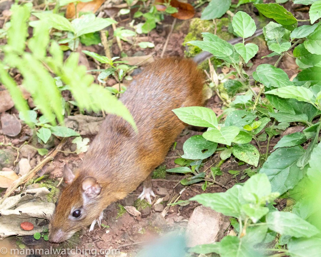 South and Central Colombia, 2020 - Mammal Watching