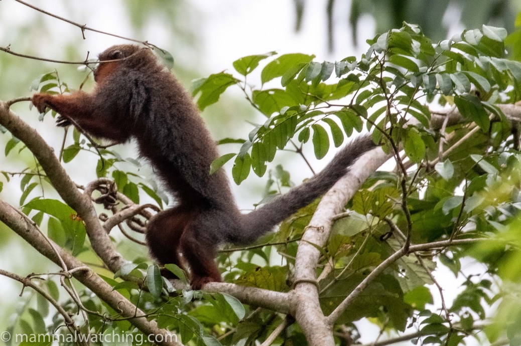 South and Central Colombia, 2020 - Mammal Watching