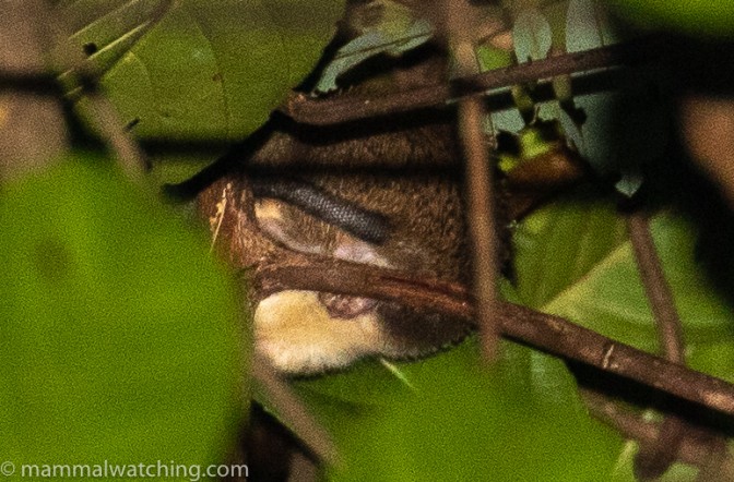 South and Central Colombia, 2020 - Mammal Watching