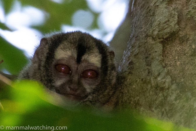 South and Central Colombia, 2020 - Mammal Watching