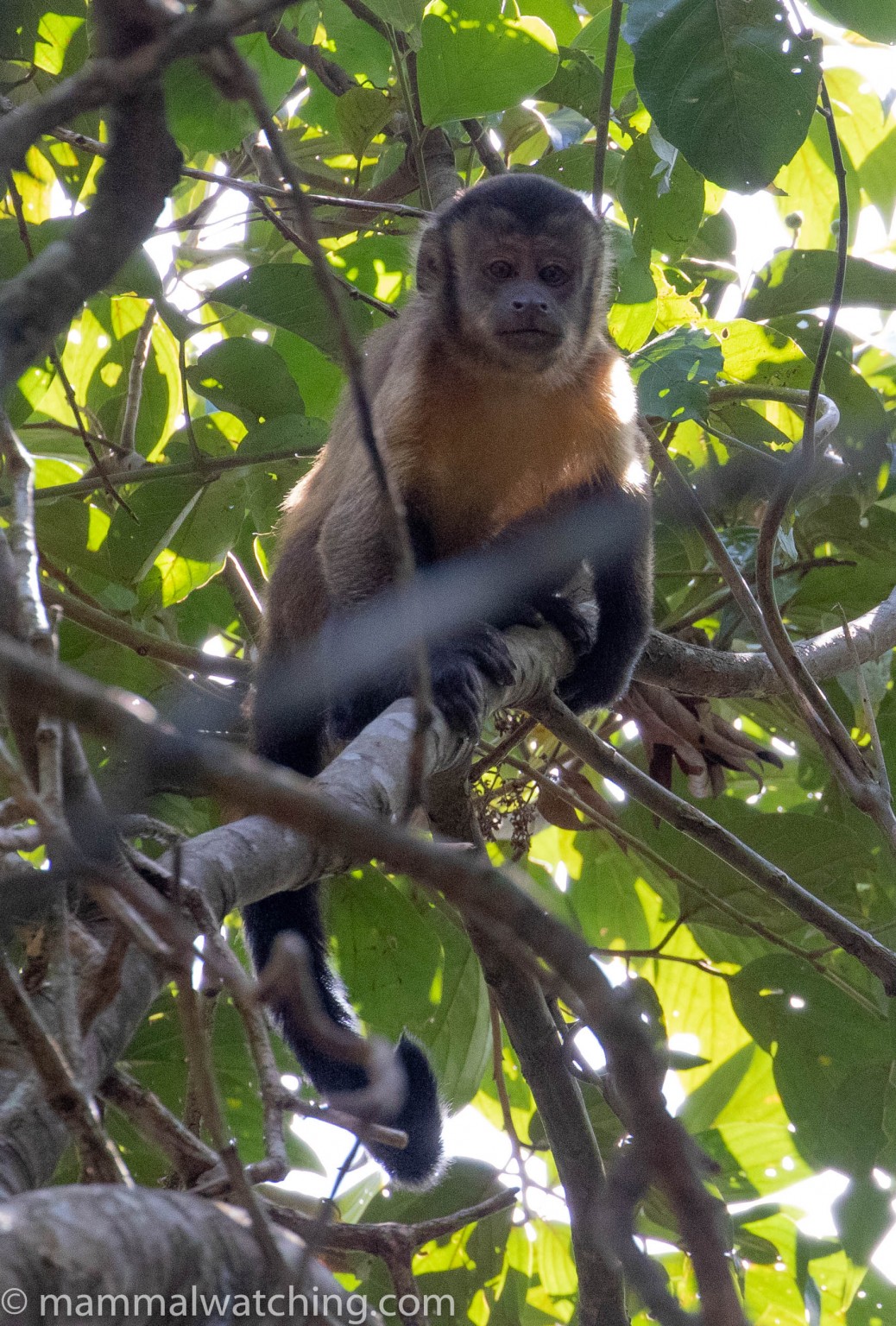 South and Central Colombia, 2020 - Mammal Watching