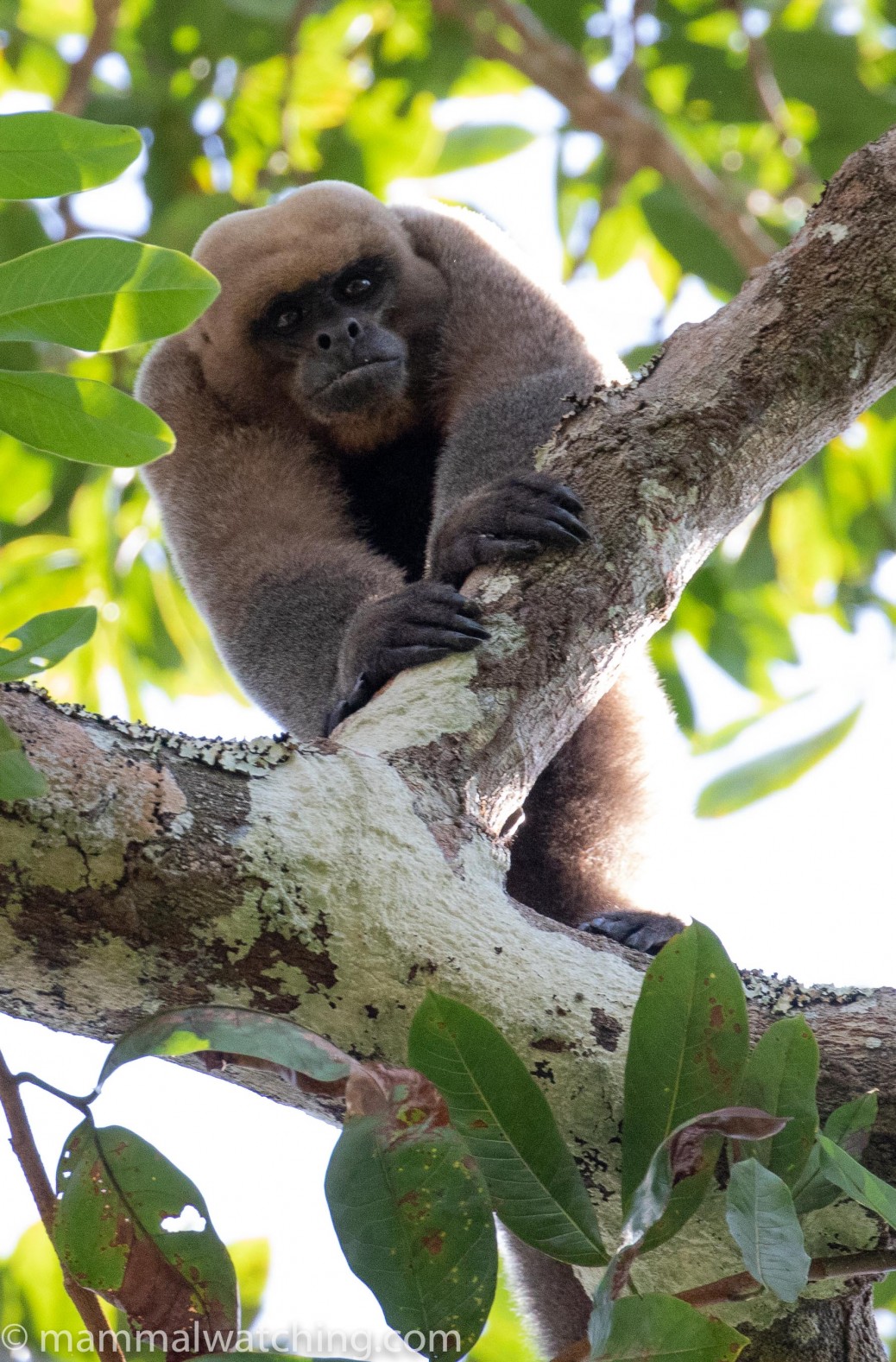 Colombia - Mammal Watching