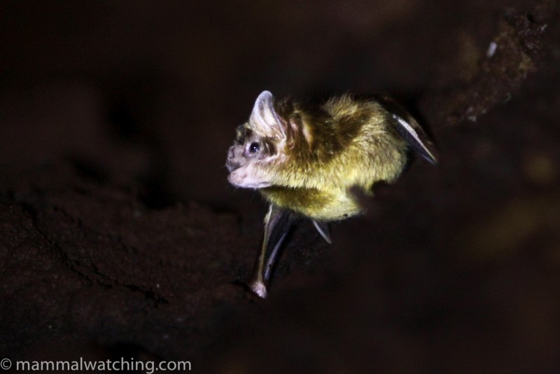 Reissued: Costa Rica 2010 Trip Report - Mammal Watching