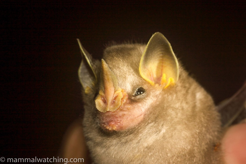 Reissued: Costa Rica 2010 Trip Report - Mammal Watching