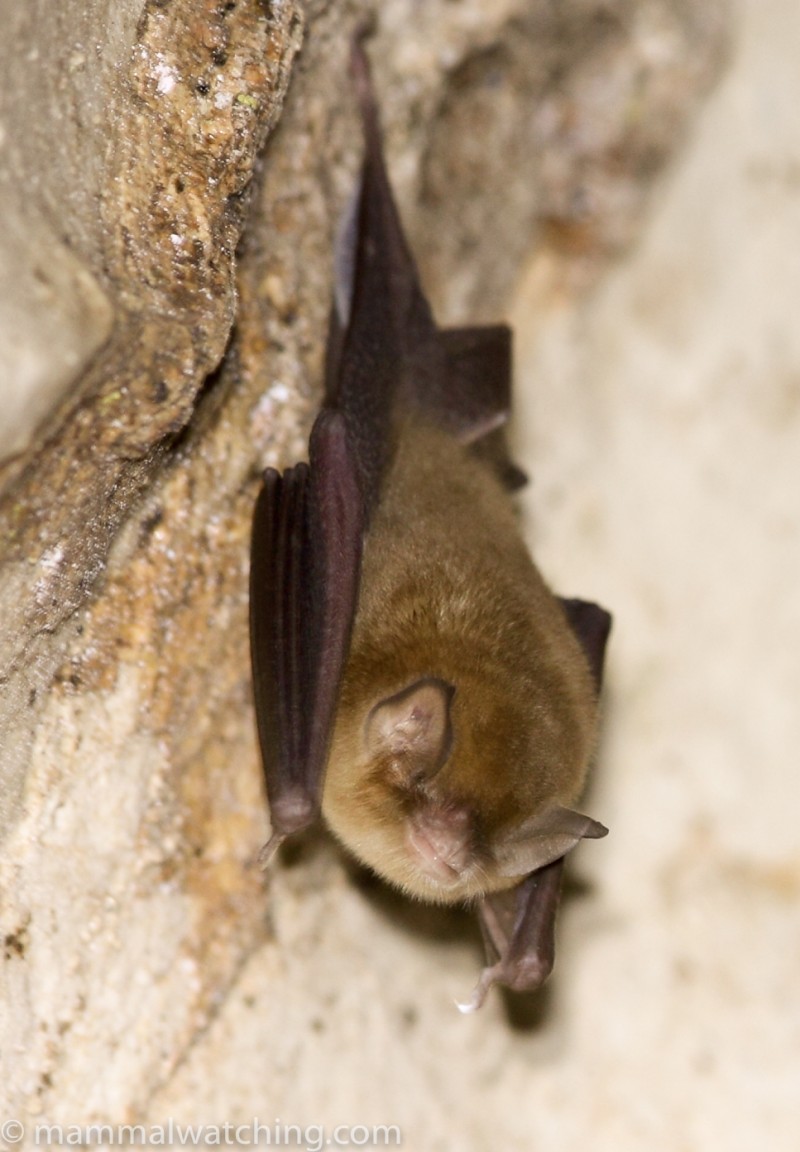 Reissued: Costa Rica 2010 Trip Report - Mammal Watching