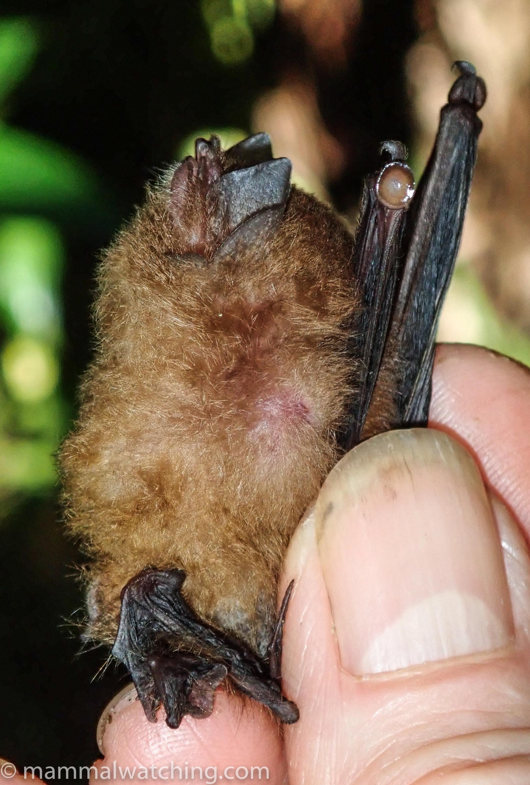 Sylvan: Golfito, Costa Rica - Mammal Watching