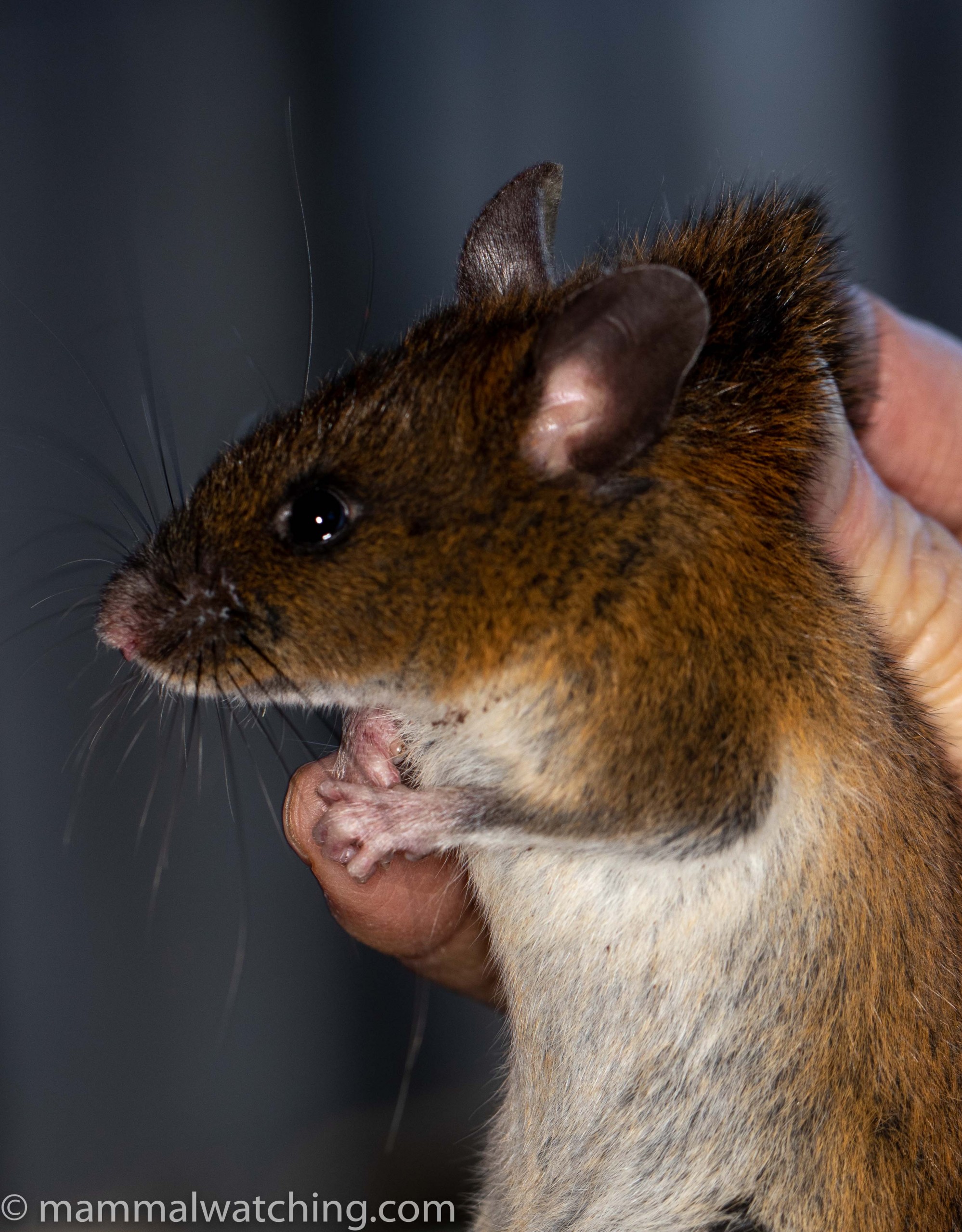 Costa Rica (mainly batting and ratting) - Mammal Watching