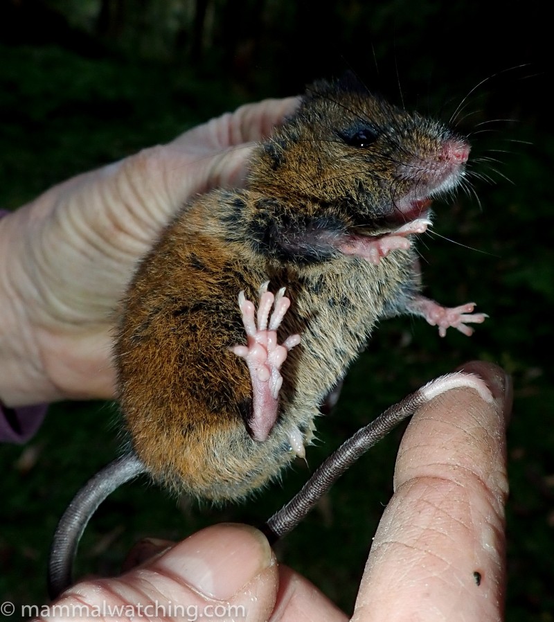 Costa Rica (mainly batting and ratting) - Mammal Watching